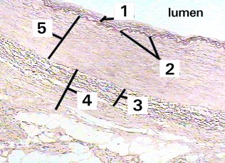 Memorandum Fig 70-001