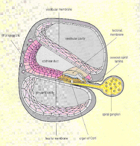 The Internal Ear